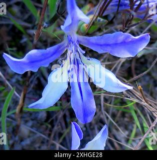 Common Bobbejaantjie (Babiana ambigua Stock Photo - Alamy