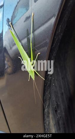 Euconocephalus Katydids (Euconocephalus Stock Photo - Alamy
