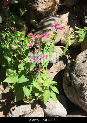 Coastal Hedge-nettle (Stachys chamissonis Stock Photo - Alamy