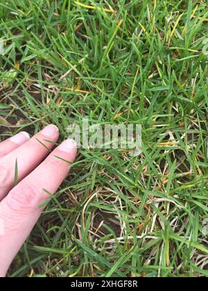 Smooth Meadow-grass (Poa pratensis) Plantae Stock Photo - Alamy
