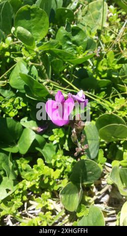 Beach Bean (Canavalia rosea Stock Photo - Alamy