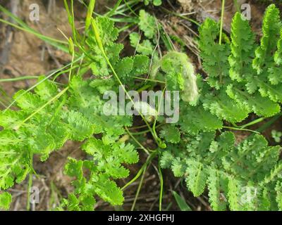 Scented Fern (Anemia caffrorum Stock Photo - Alamy