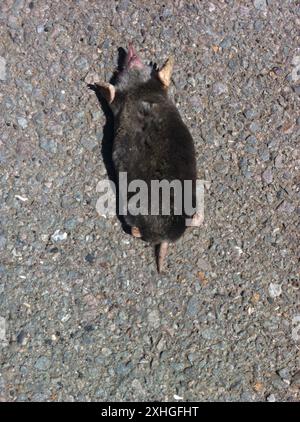 Broad-footed Mole (Scapanus latimanus) Mammalia Stock Photo - Alamy