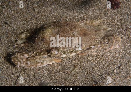 Blue Swimming Crab, Portunus pelagicus, Mabini, Luzon, Philippine Sea ...