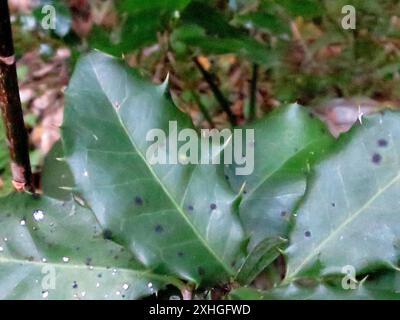 Forest Saffron (Elaeodendron croceum Stock Photo - Alamy