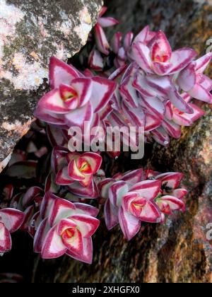Concertina Stonecrop (Crassula rupestris rupestris Stock Photo - Alamy