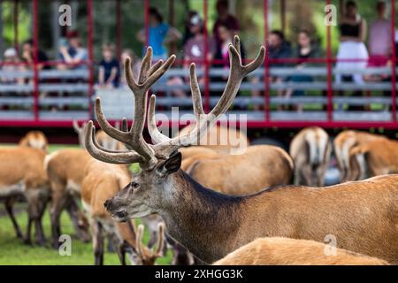 Swedish tourism, The red deer (Cervus elaphus), Skullaryd Moose Park ...