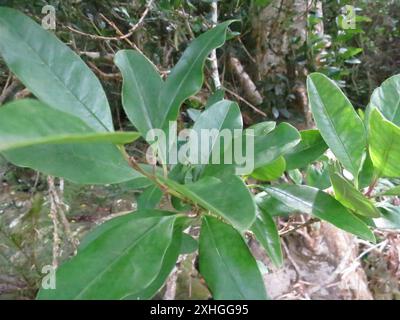 Common Cape Holly (Ilex mitis mitis) Plantae Stock Photo - Alamy