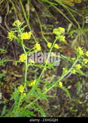 Bog Yellowcress (Rorippa palustris Stock Photo - Alamy