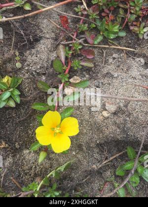 floating primrose-willow (Ludwigia peploides) Plantae Stock Photo - Alamy