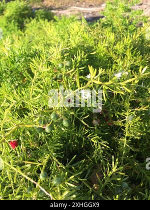 African Asparagus (Asparagus aethiopicus Stock Photo - Alamy