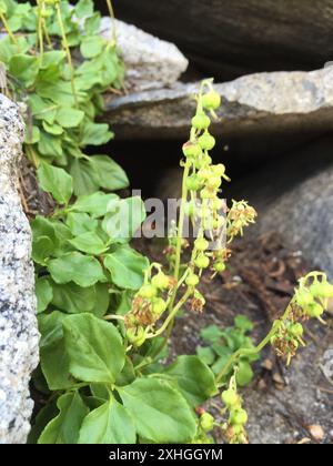 one-sided wintergreen (Orthilia secunda) Plantae Stock Photo - Alamy