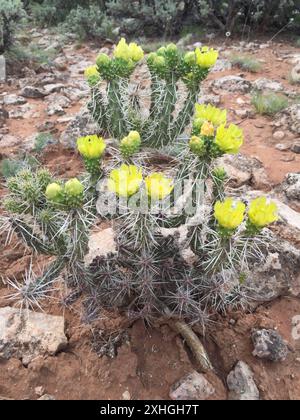 Whipple Cholla (Cylindropuntia whipplei Stock Photo - Alamy