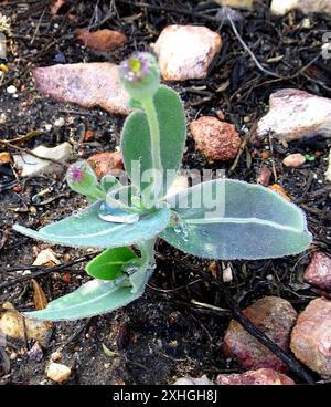 Leafy Babooncabbage (Othonna gymnodiscus Stock Photo - Alamy