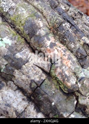 Northern Fungus-farming Ant (Trachymyrmex septentrionalis) workers ...