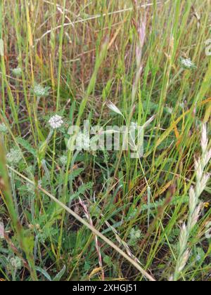 American wild carrot (Daucus pusillus) Plantae Stock Photo - Alamy
