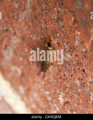Ring-legged Earwig (Euborellia annulipes Stock Photo - Alamy