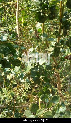 Chaparral Coyote Brush (Baccharis pilularis consanguinea Stock Photo ...
