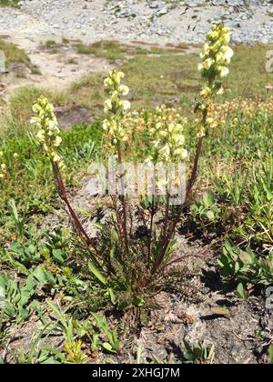 curved-beak lousewort (Pedicularis contorta Stock Photo - Alamy