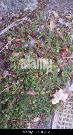 Common Cotula (Cotula australis Stock Photo - Alamy