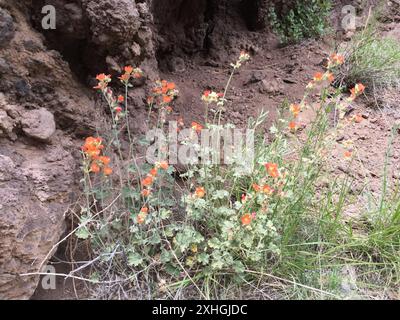 Small-leaf Globemallow (Sphaeralcea parvifolia Stock Photo - Alamy