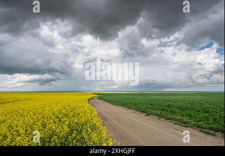 Wheat field Hodgeville Saskatchewan Canada Stock Photo - Alamy