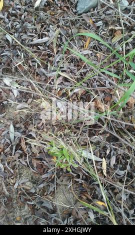 Smilo Grass (Oloptum miliaceum Stock Photo - Alamy