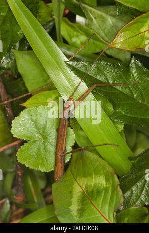 Indian Walking Stick (Carausius morosus) Insecta Stock Photo - Alamy