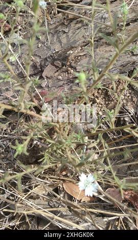 Hayfield Tarweed (Hemizonia congesta Stock Photo - Alamy