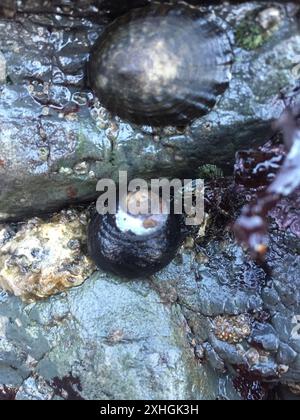 Black Tegula (Tegula funebralis Stock Photo - Alamy