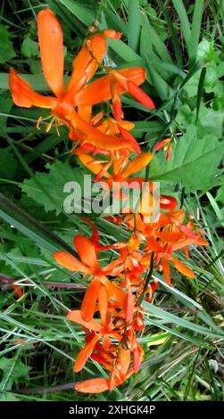 Many Falling Stars (Crocosmia aurea aurea Stock Photo - Alamy