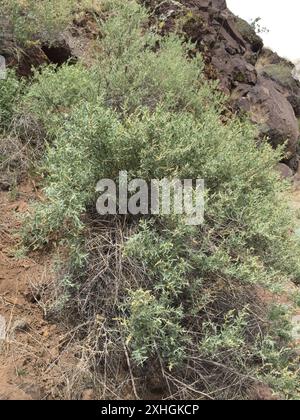 Fourwing Saltbush (Atriplex canescens Stock Photo - Alamy