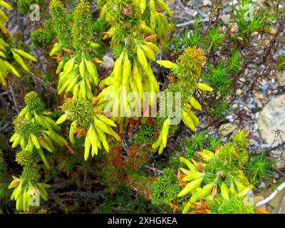 Red Hanging Heath (Erica coccinea coccinea Stock Photo - Alamy