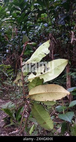 coca trees (Erythroxylum Stock Photo - Alamy