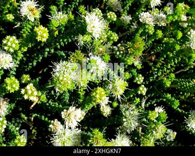 Garlic Buchu (Agathosma apiculata Stock Photo - Alamy