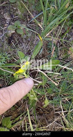 Foothill desert-parsley (Lomatium utriculatum Stock Photo - Alamy