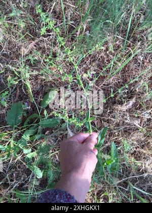 fiddle dock (Rumex pulcher Stock Photo - Alamy