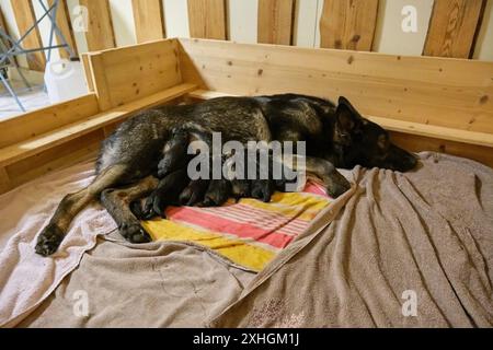Beautiful German Shepherd with her newborn litter in her puppy box ...