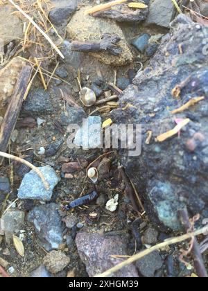 Maritime Earwig (Anisolabis maritima Stock Photo - Alamy