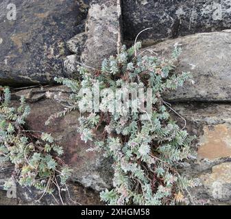 Beach Soutbos (Chenolea diffusa Stock Photo - Alamy