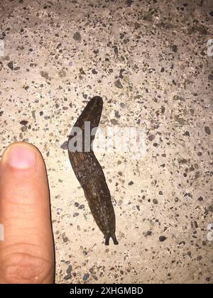Yellow Cellar Slug (Limacus flavus) Mollusca Stock Photo - Alamy