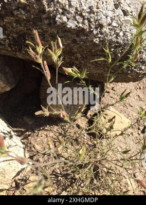 slender bird's beak (Cordylanthus tenuis Stock Photo - Alamy