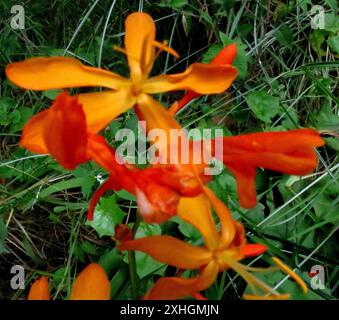 Many Falling Stars (Crocosmia aurea aurea Stock Photo - Alamy