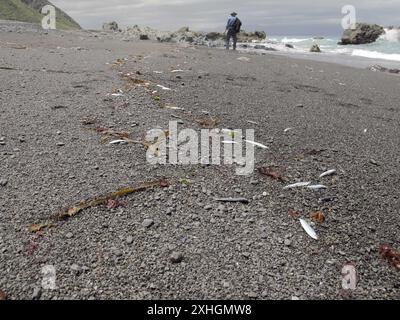 Australian Anchovy (Engraulis australis Stock Photo - Alamy