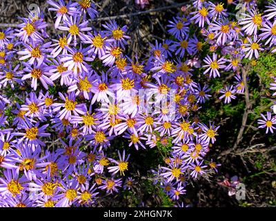 Fine Felicia (Felicia filifolia Stock Photo - Alamy