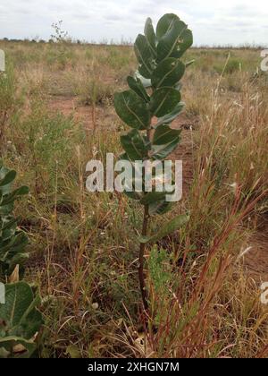 broadleaf milkweed (Asclepias latifolia Stock Photo - Alamy