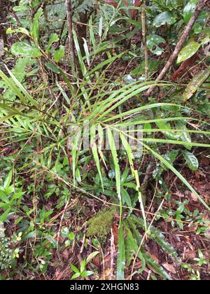 fern tree (Filicium decipiens Stock Photo - Alamy