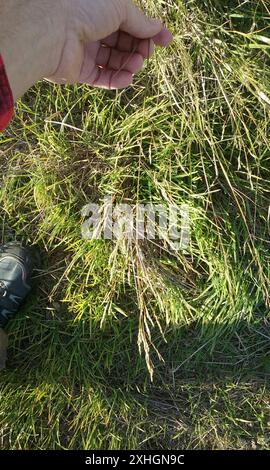 Smilo Grass (Oloptum miliaceum Stock Photo - Alamy