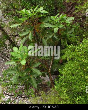 Mountain Five Finger (Pseudopanax colensoi) Plantae Stock Photo - Alamy