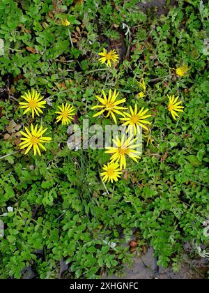 Prostrate Capeweed (Arctotheca prostrata Stock Photo - Alamy